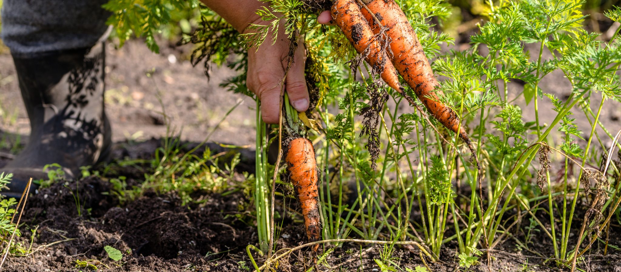 What Do You Know About The Organic Movement?