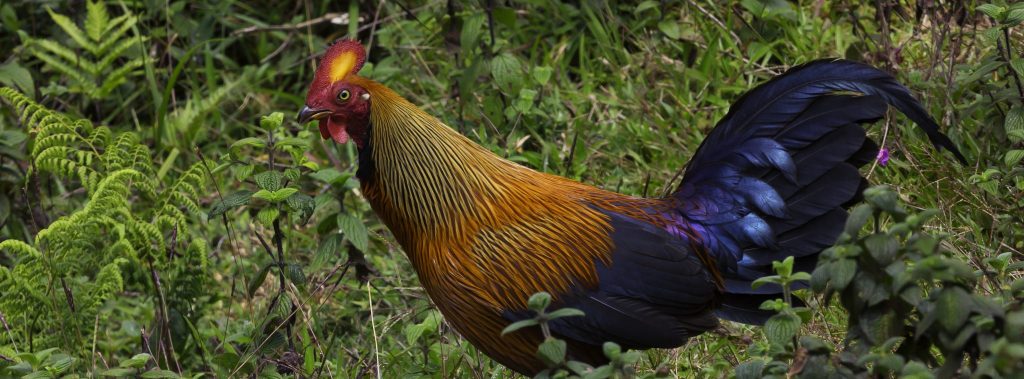 Food History Series: The History of Chicken - Penn Jersey Paper